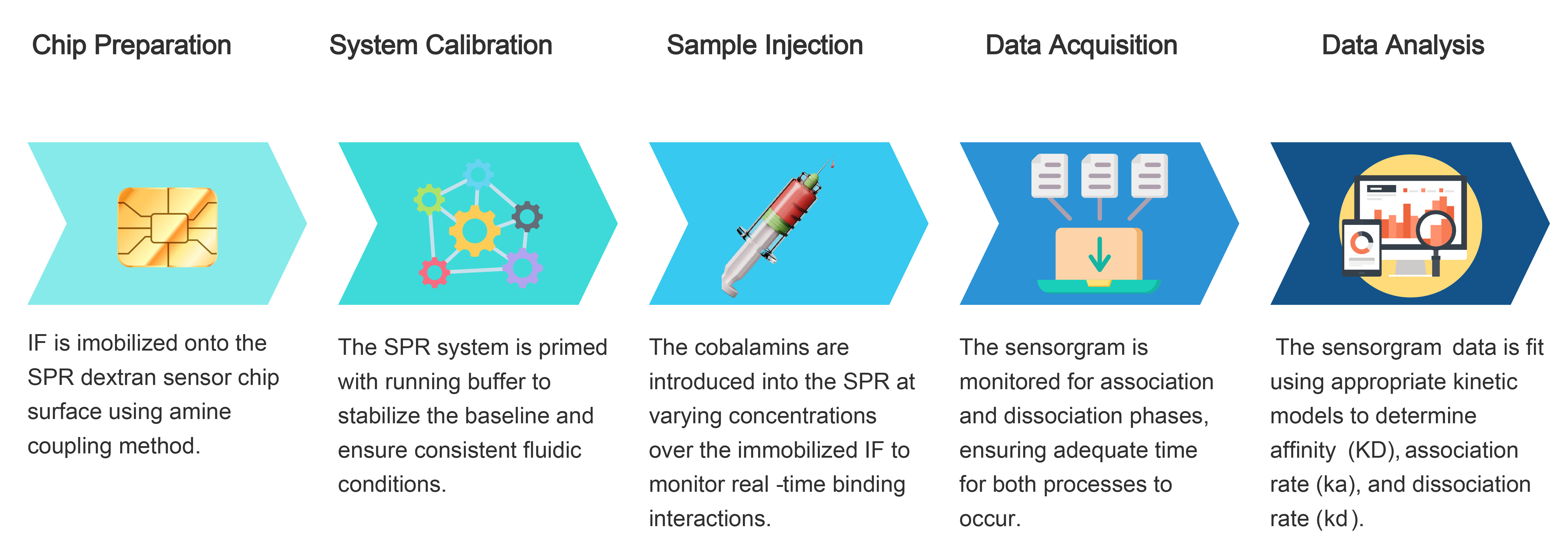 Evaluation Of The Binding Affinity Of Nitrosylcobalamin To Intrinsic