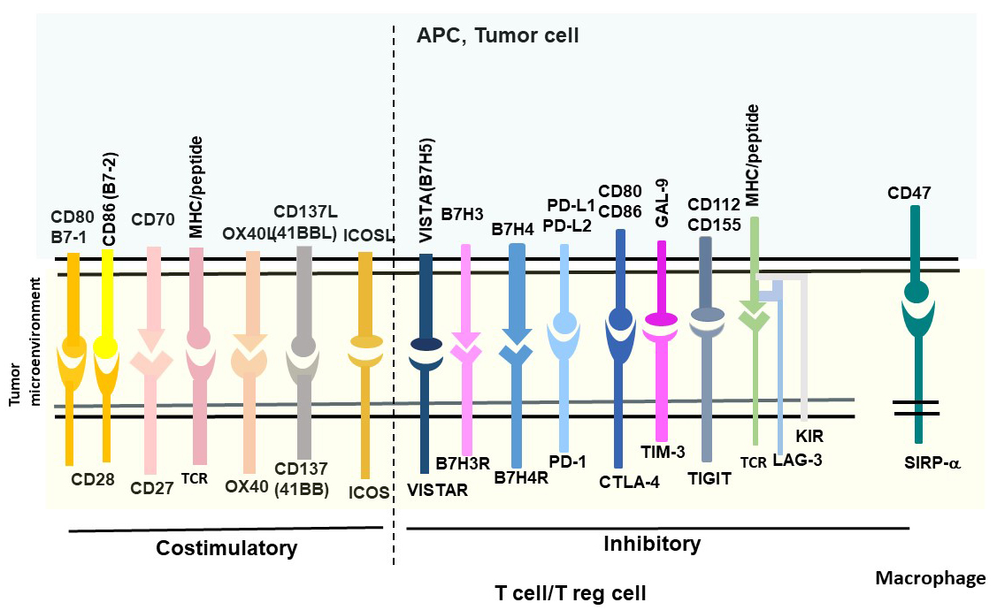 CAR-T Cells Targeting Immune Checkpoint Pathway Players