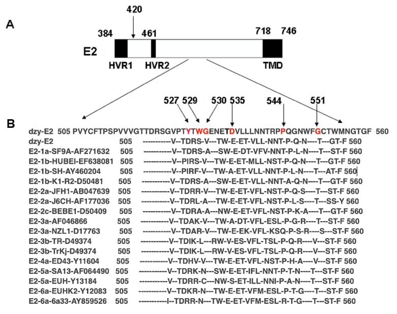 A Conserved Domain of HCV E2 Glycoprotein Interacts with Human CD81 and ...