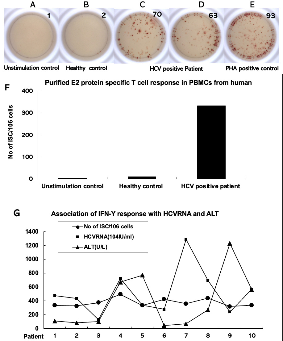 A Conserved Domain of HCV E2 Glycoprotein Interacts with Human CD81 and ...