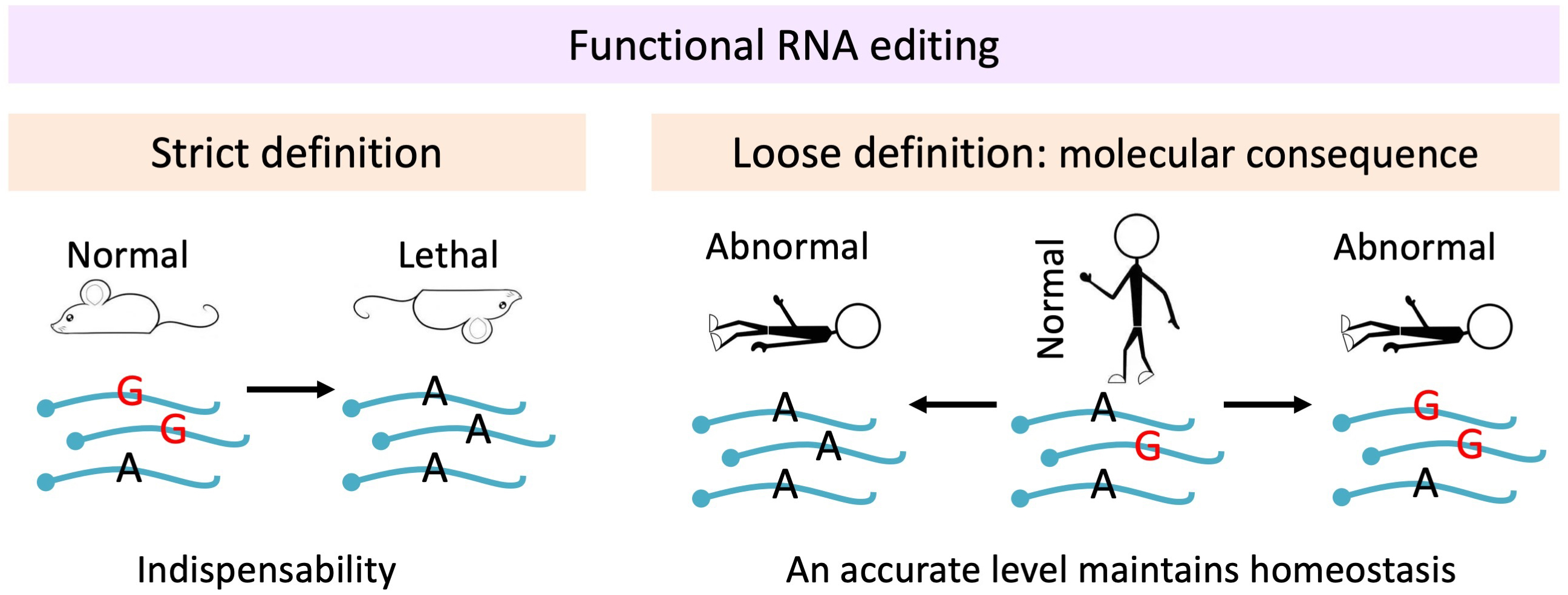 The Many Roles of A-to-I RNA Editing in Animals: Functional or Adaptive?