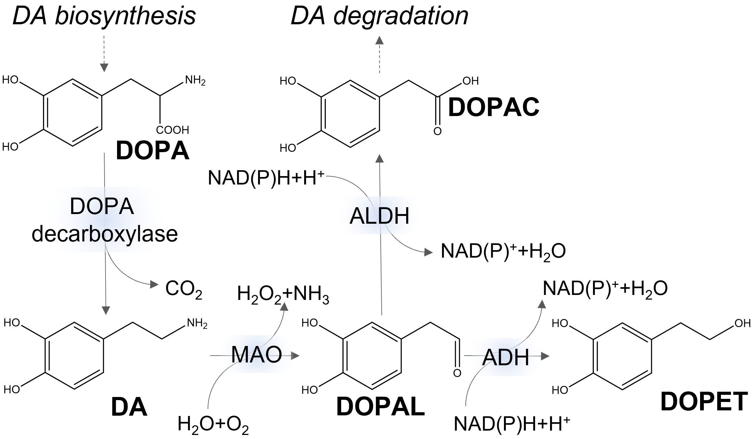 Modulation of Alpha-Synuclein Conformational Ensemble and Aggregation Pathways by Dopamine and ...