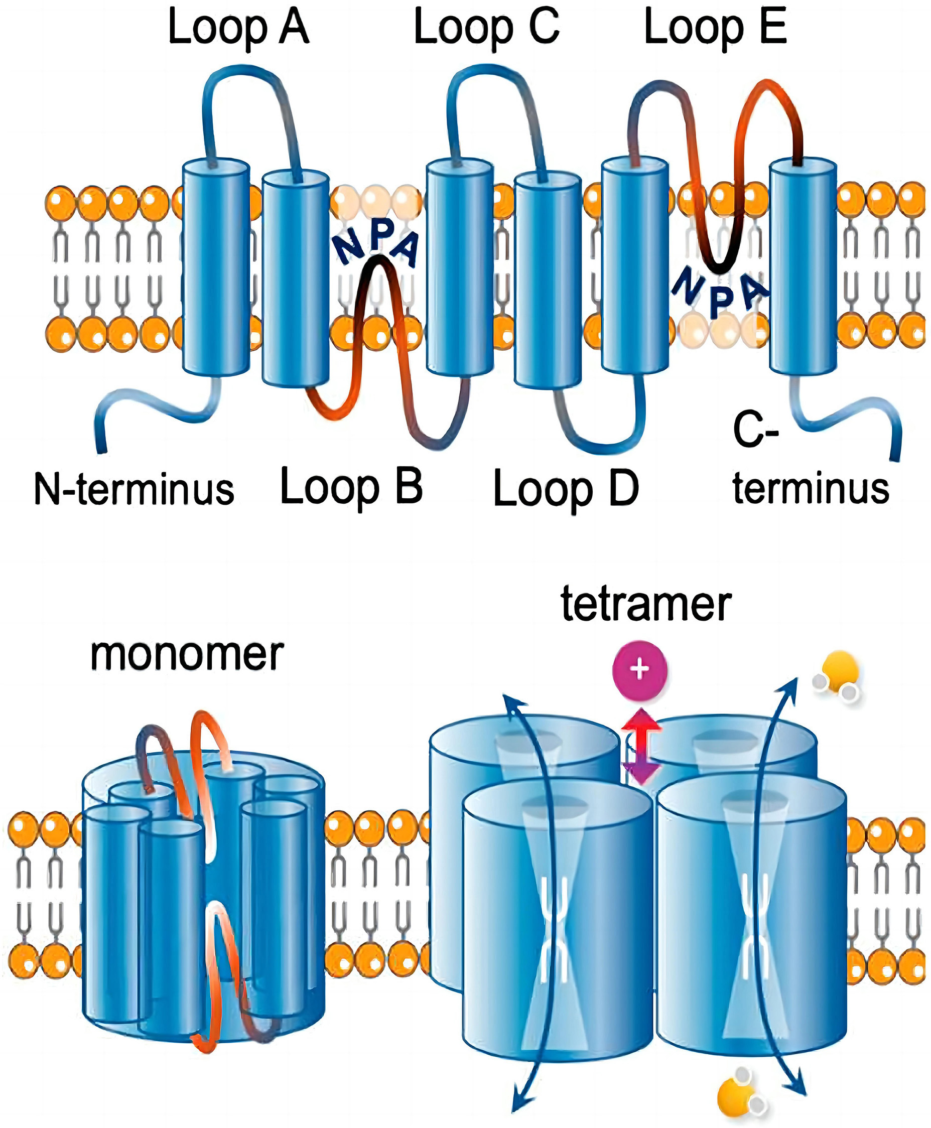 Aquaporins And Neuropathic Pain