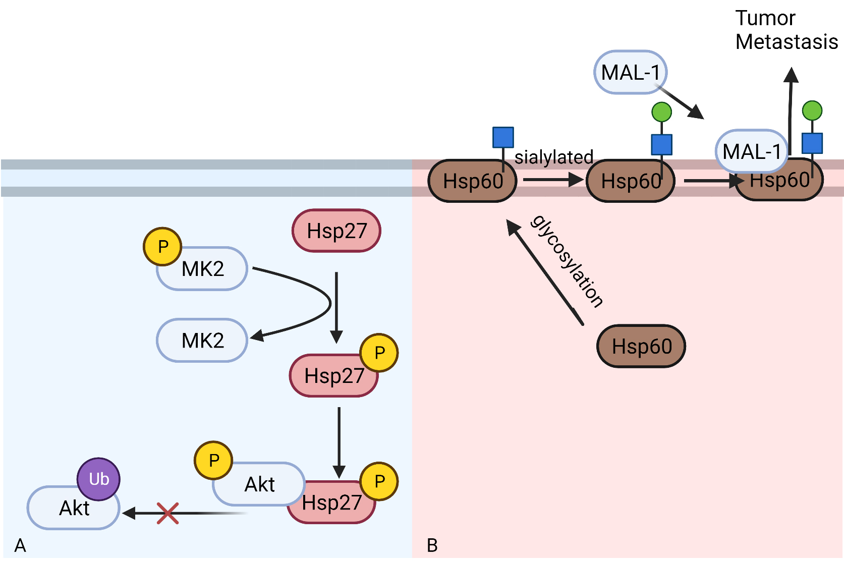 Heat Shock Proteins in Non-Small-Cell Lung Cancer—Functional Mechanism