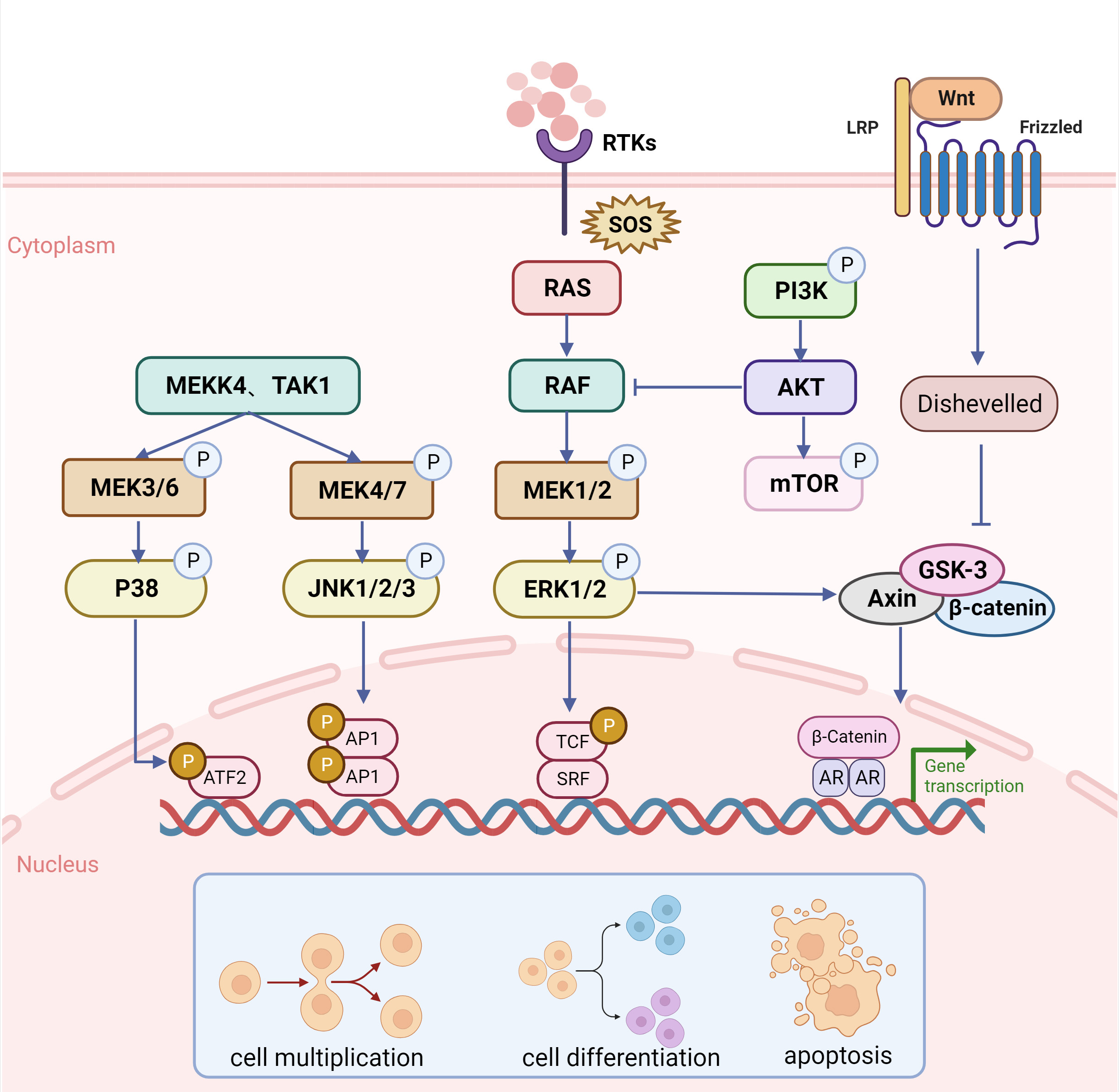 Advancements in the ERK1/2 Signaling Pathway Affecting Male Reproduction