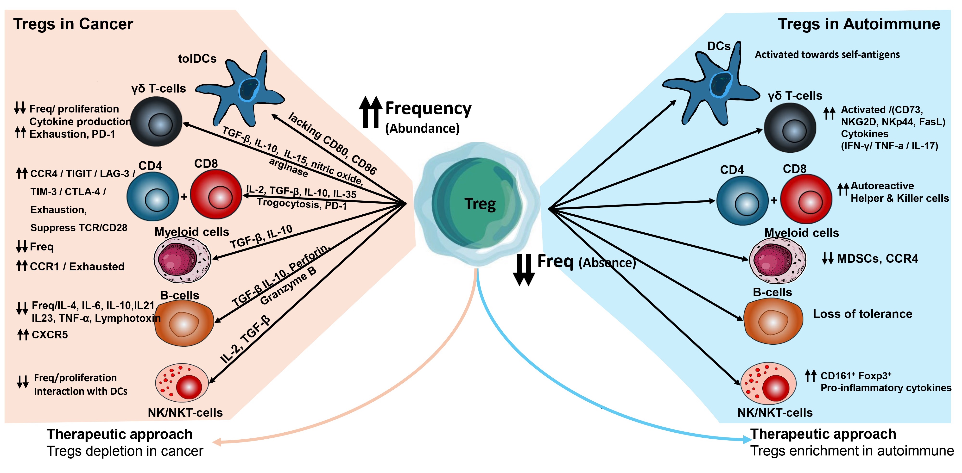 Regulatory T-cells: The Face-off of the Immune Balance