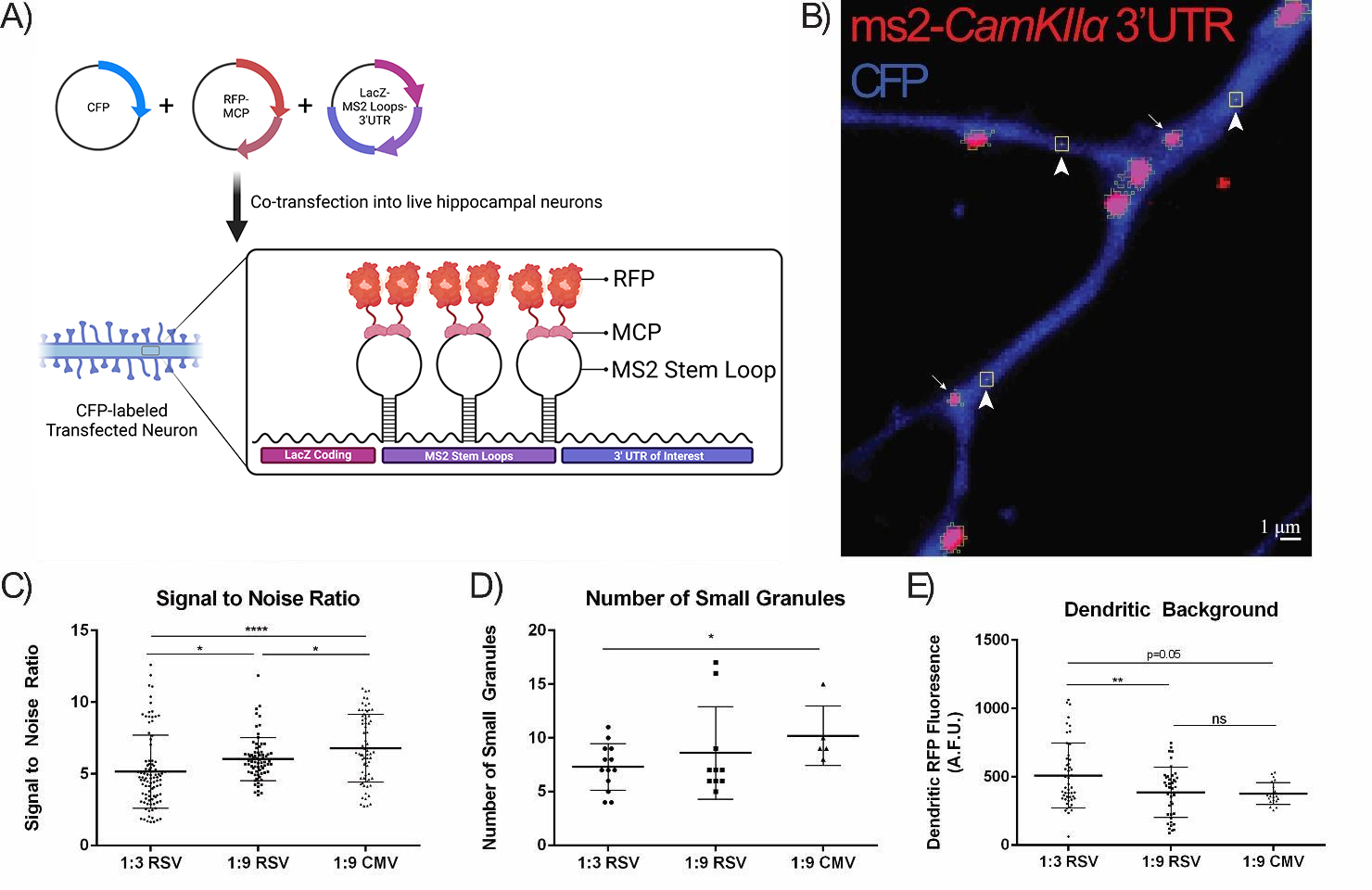 Optimization of Existing RNA Visualization Methods Reveals Novel Dendritic mRNA Dynamics