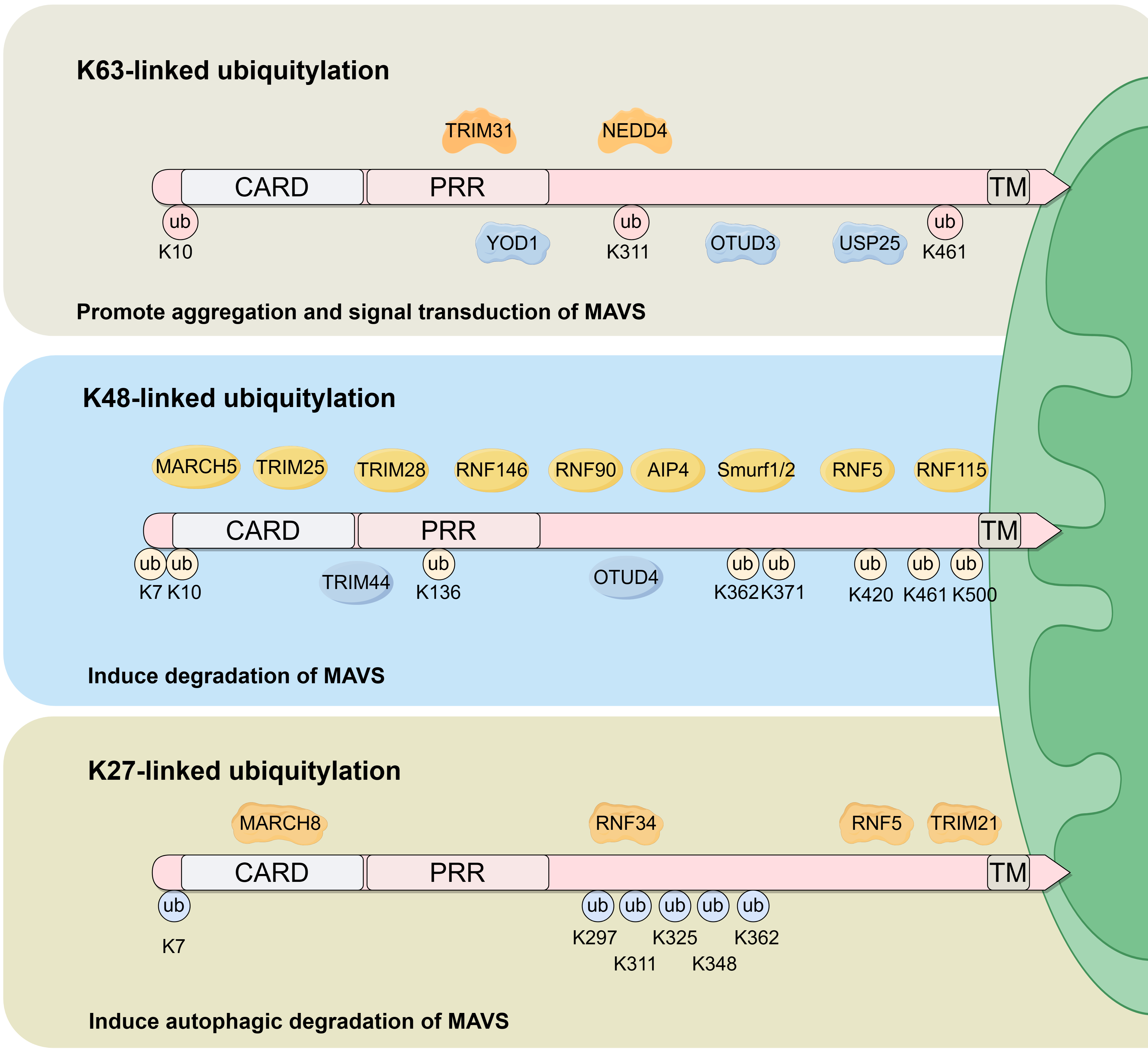 MAVS Ubiquitylation: Function, Mechanism, and Beyond