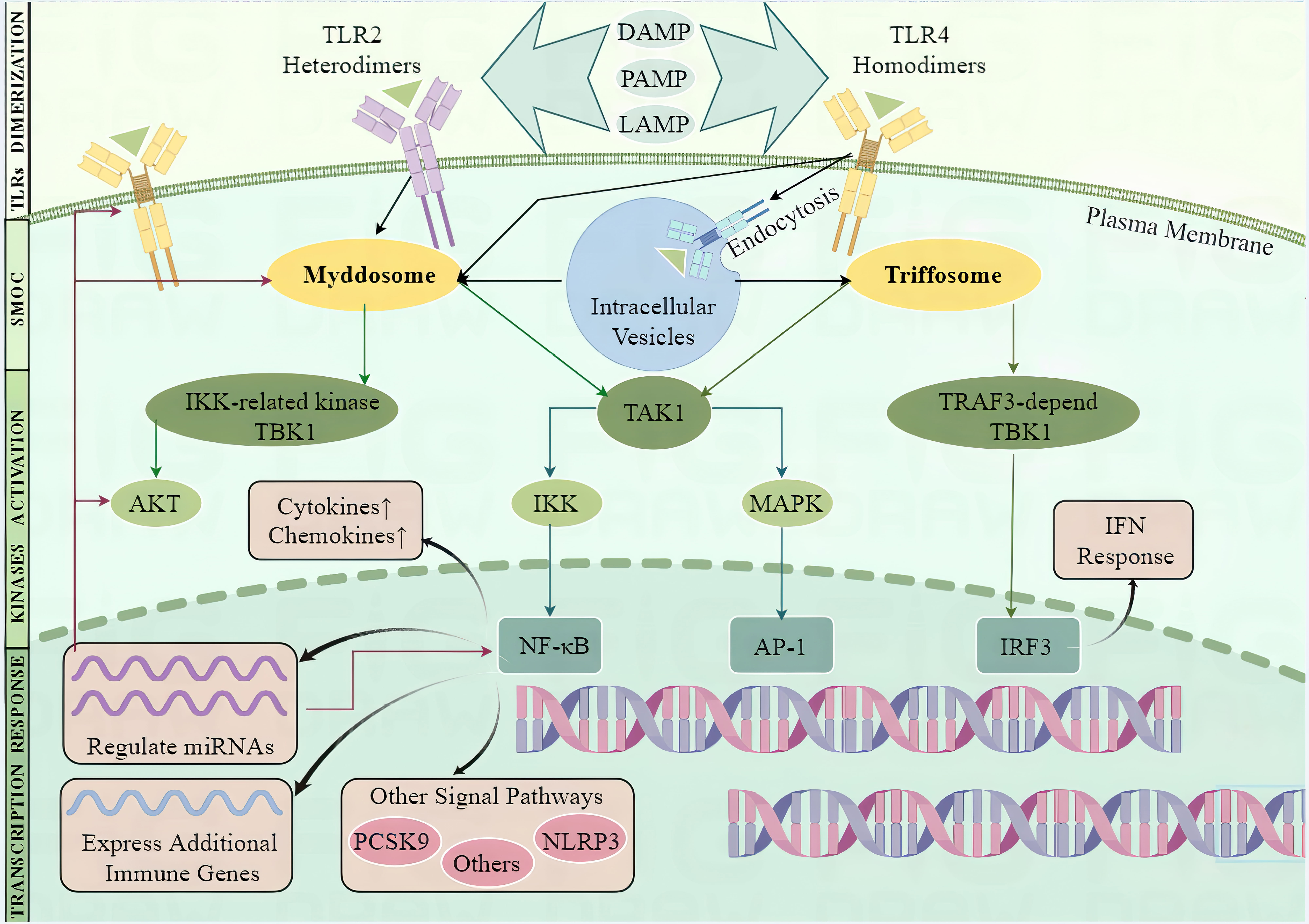A Review: The Significance of Toll-Like Receptors 2 and 4, and NF-κB Signaling in Endothelial ...