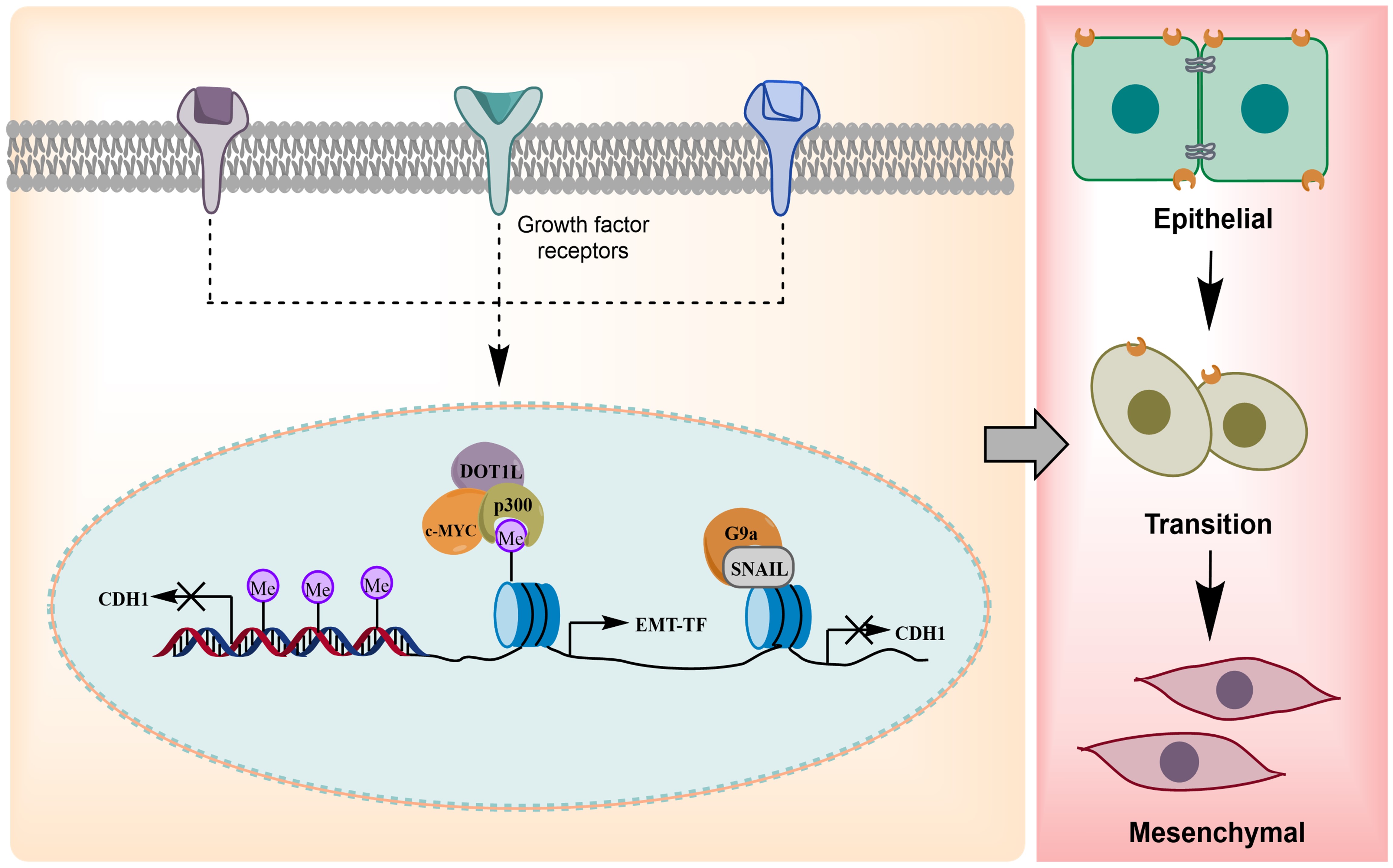 Epigenetic Modulations in Breast Cancer: An Emerging Paradigm in ...