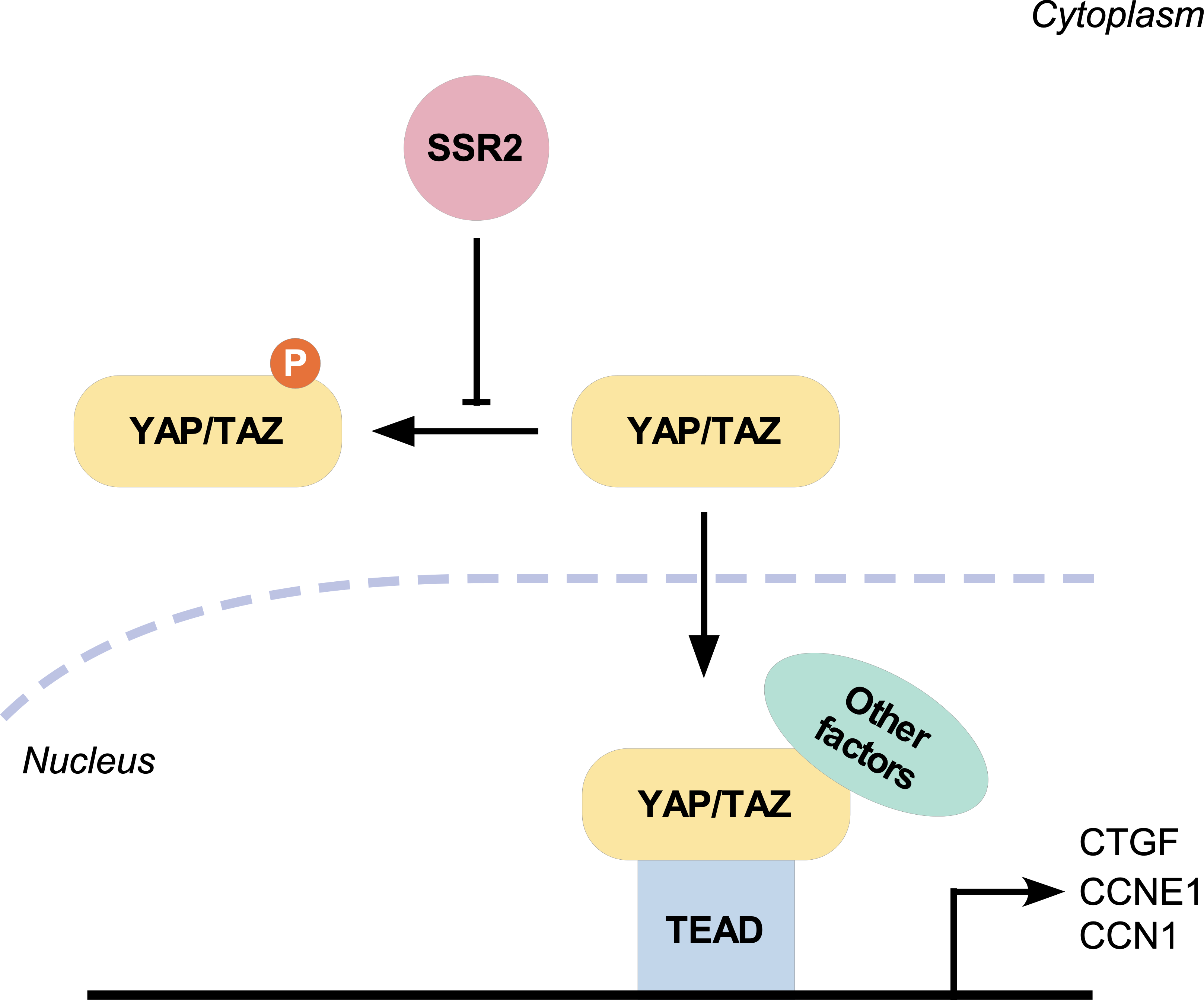Downregulation of SSR2 Enhances Hepatocellular Carcinoma Cisplatin Sensitivity via the Hippo Pathway