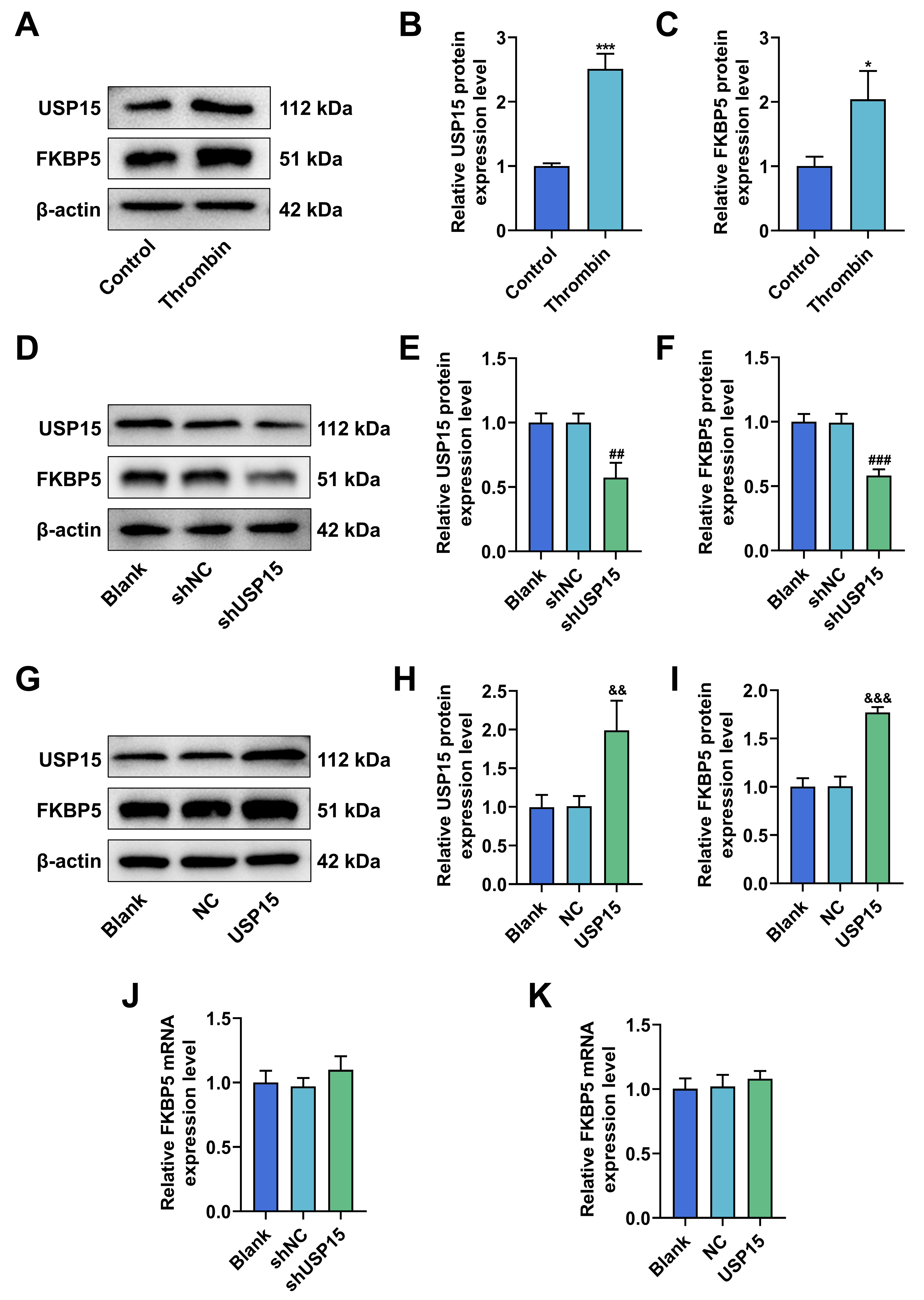 USP15-Mediated Deubiquitination of FKBP 5 and Activation of the αIIbβ3 Signaling Pathway ...