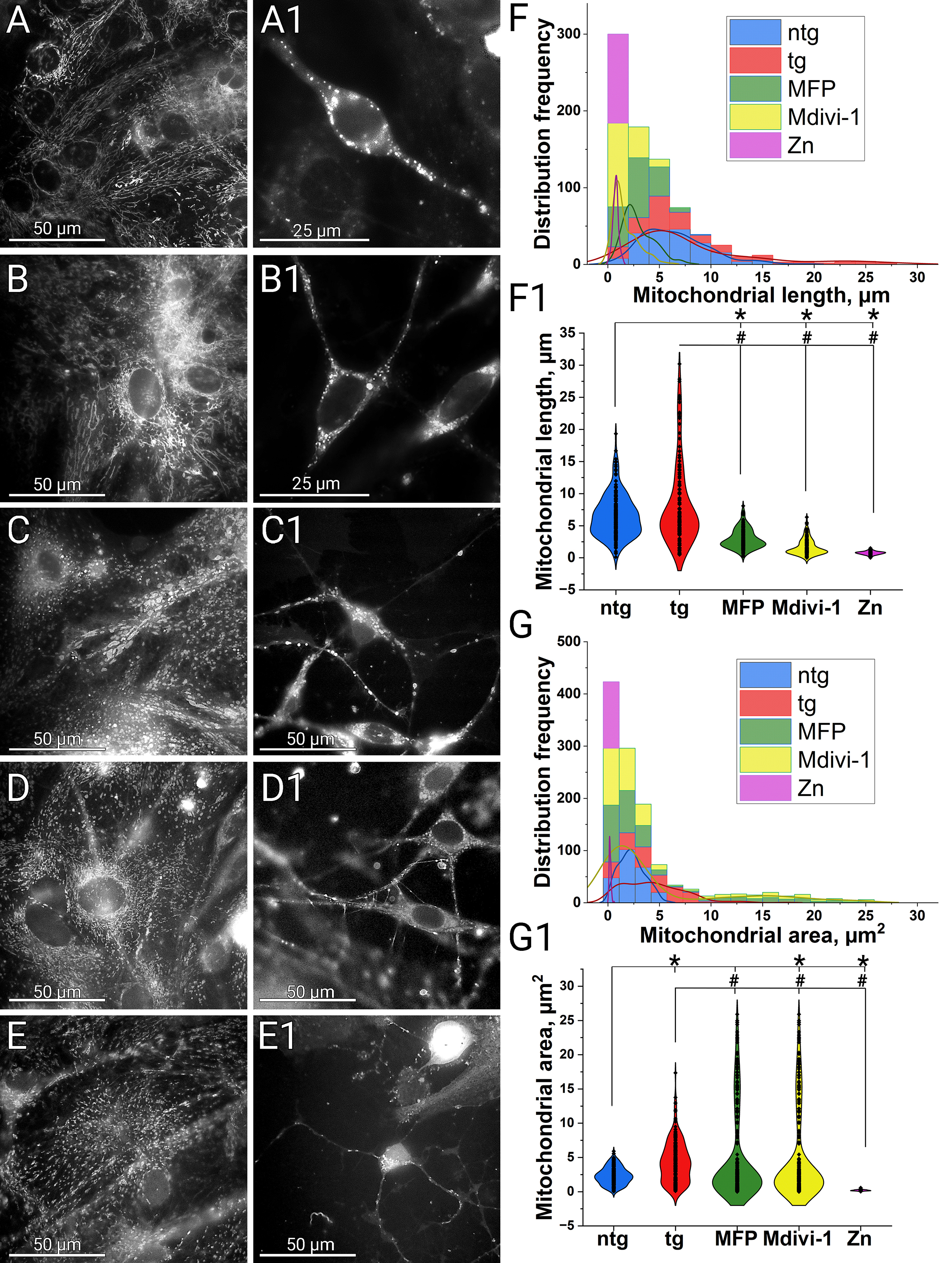 Modulation of Mitochondrial Dynamics in Primary Hippocampal Cultures of 5xFAD Mice by Mdivi-1 ...