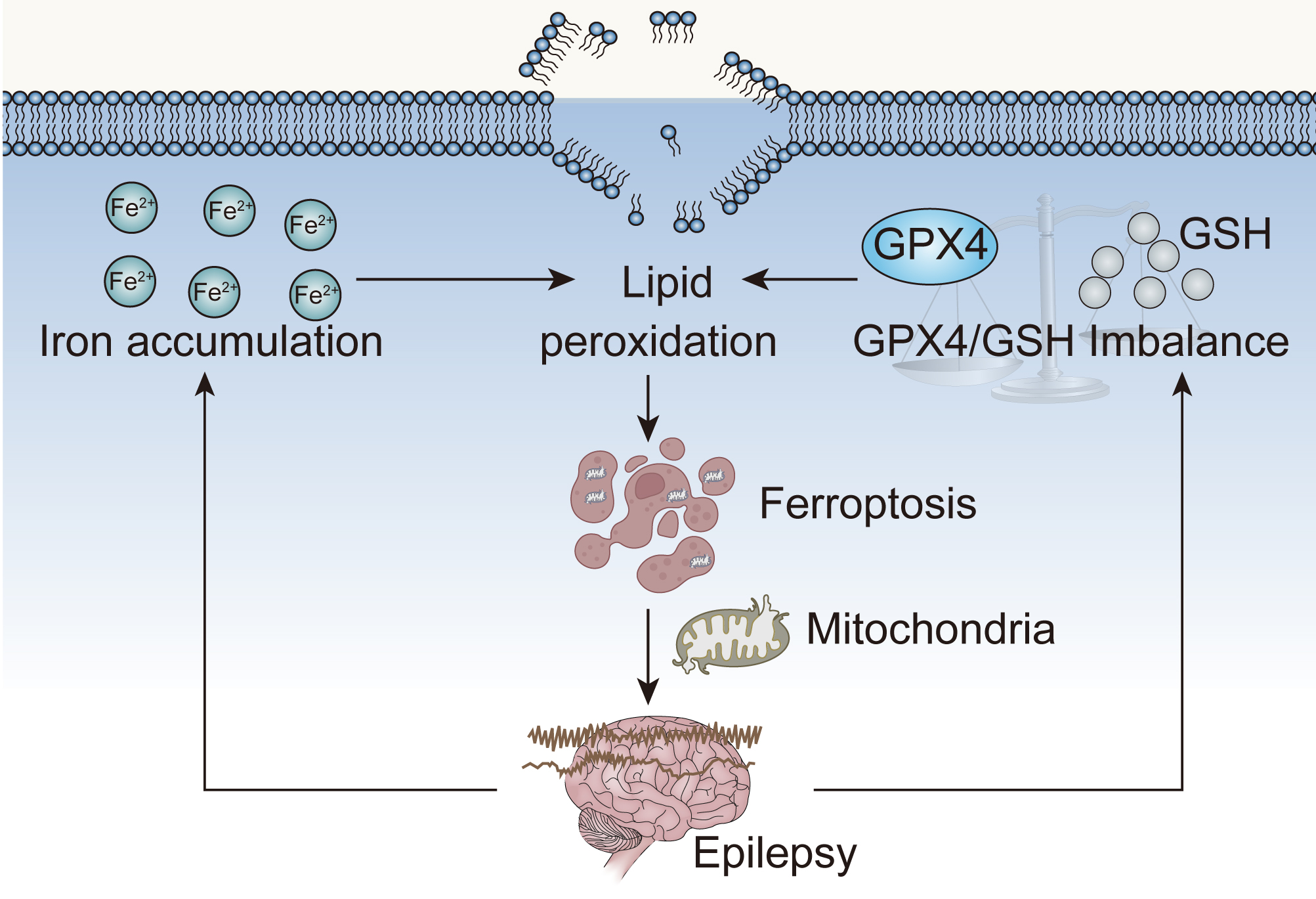 Insight into the Role of Ferroptosis in Epilepsy