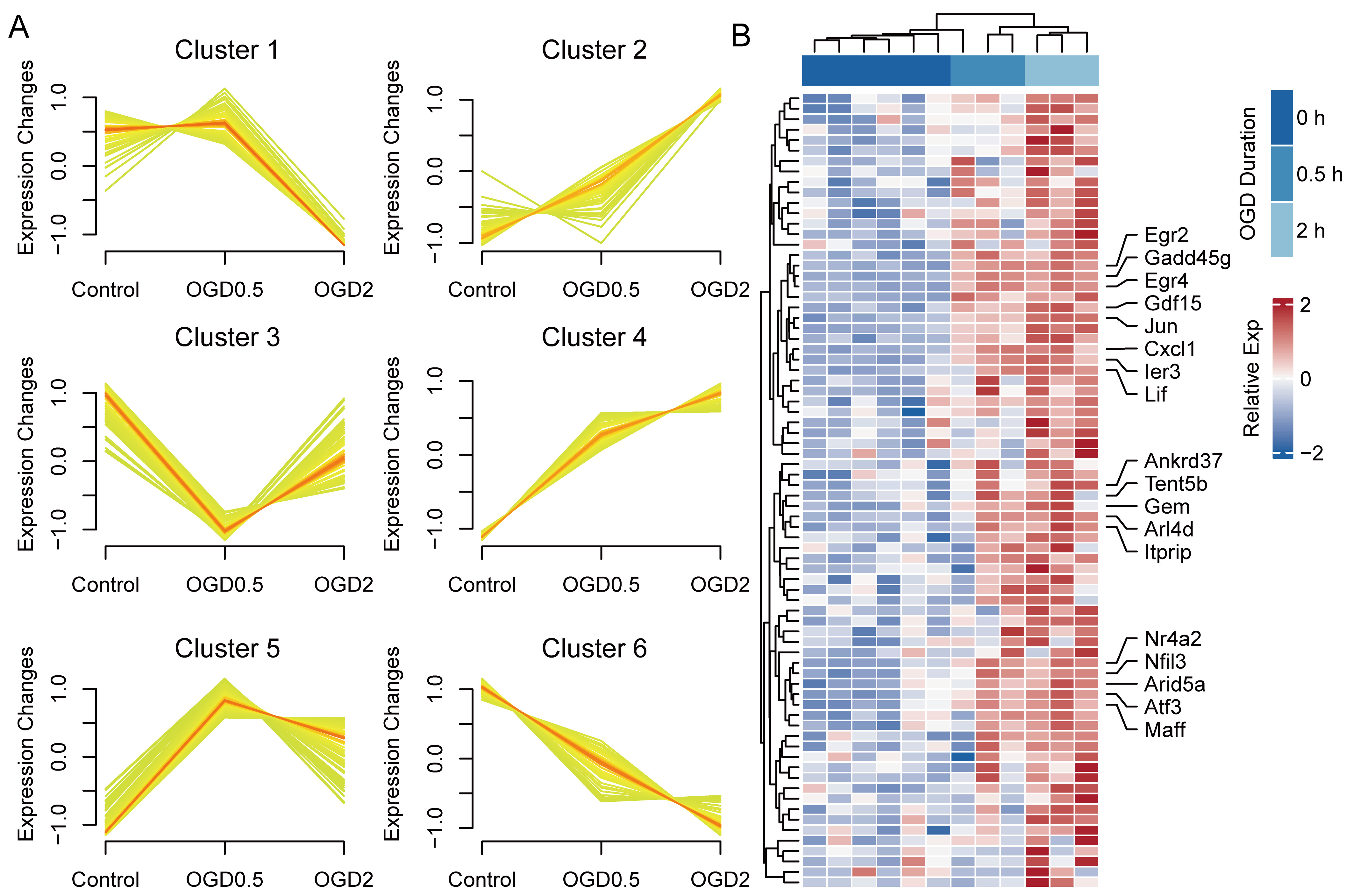 Transcriptomic Hallmarks of Hypoxic-Ischemic Brain Injury: Insights from an in Vitro Model