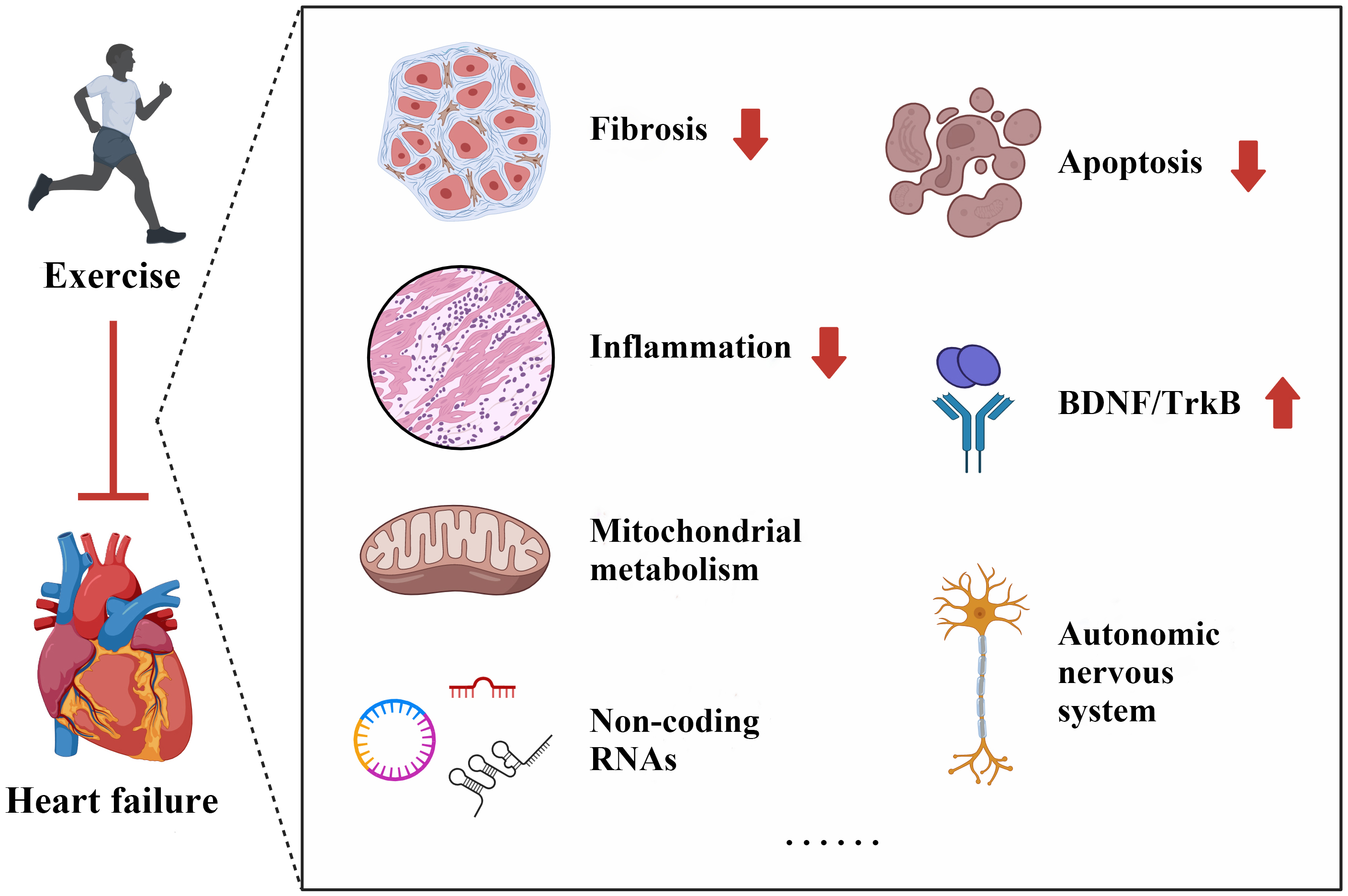 The Role and Underlying Mechanisms of Exercise in Heart Failure